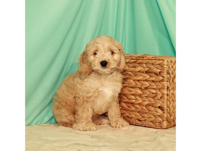 Cockapoo Puppy Buff ID:2760 Located at Petland Knoxville, Tennessee