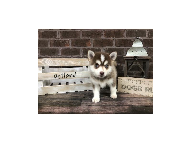 Pomsky Puppy RED WH ID:2871 Located at Petland Knoxville, Tennessee
