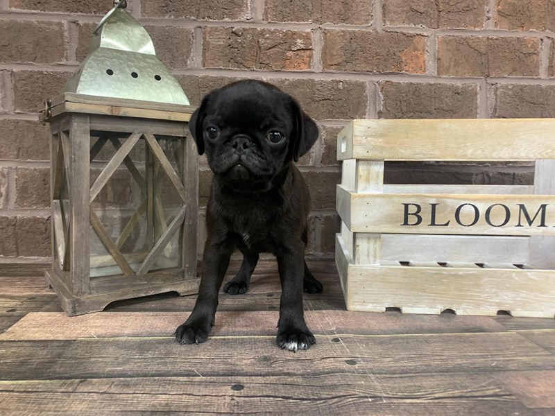 Pug Puppy Fawn Merle ID:3337 Located at Petland Knoxville, Tennessee