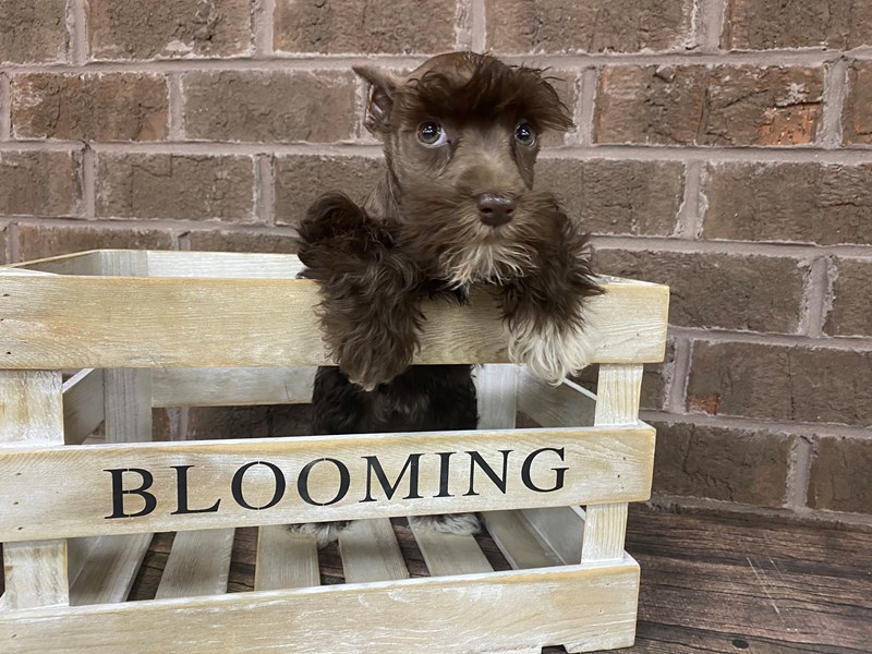 Miniature Schnauzer Puppy CHOC WHITE ID:2961 Located at Petland ...