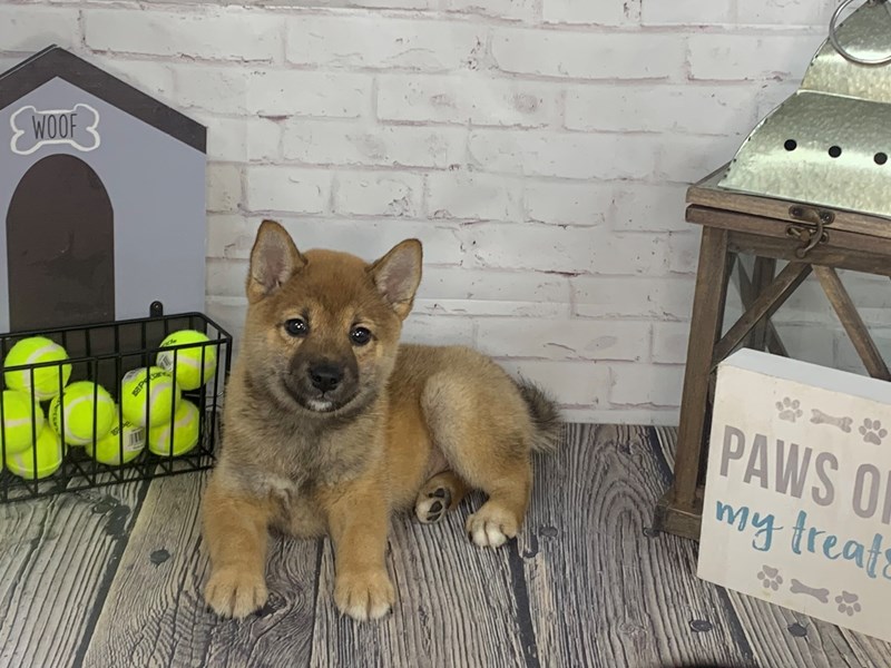 Shiba Inu Puppy Red Sesame ID:3575 Located at Petland Knoxville, Tennessee