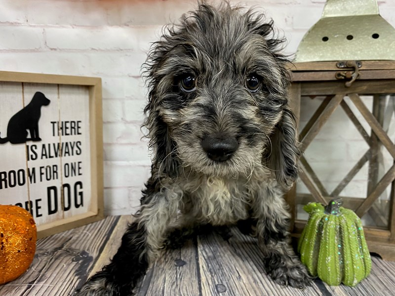 Cockapoo Puppy Blue Roan ID:3836 Located at Petland Knoxville, Tennessee