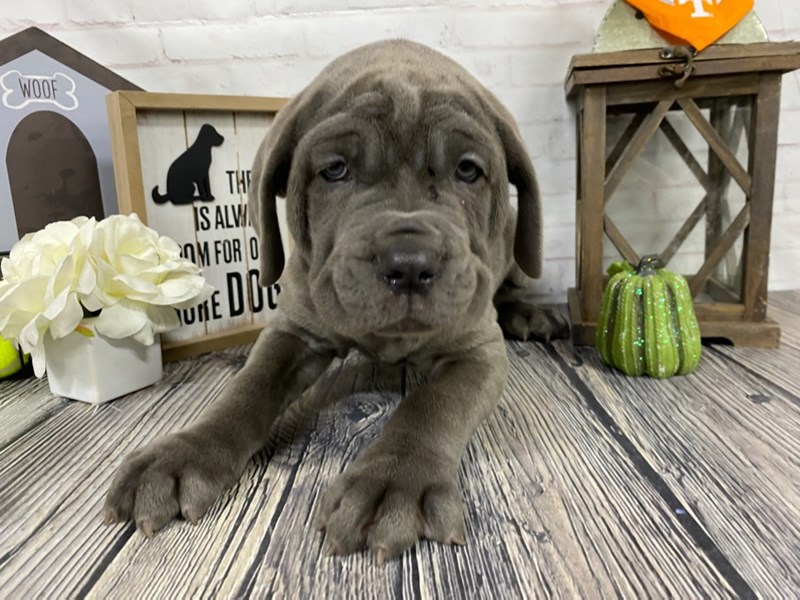 Neapolitan Mastiff Mixed With Great Dane