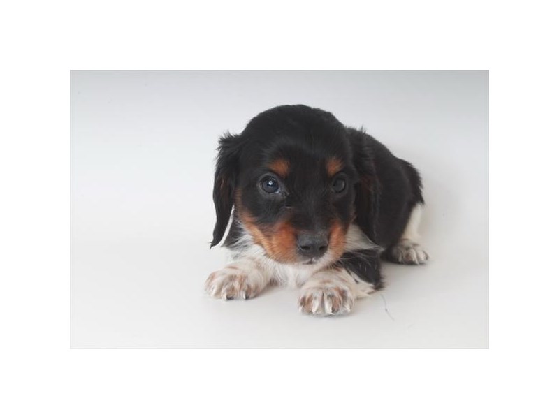 Dachshund Puppy Tri-Colored ID:3977 Located at Petland Knoxville, Tennessee