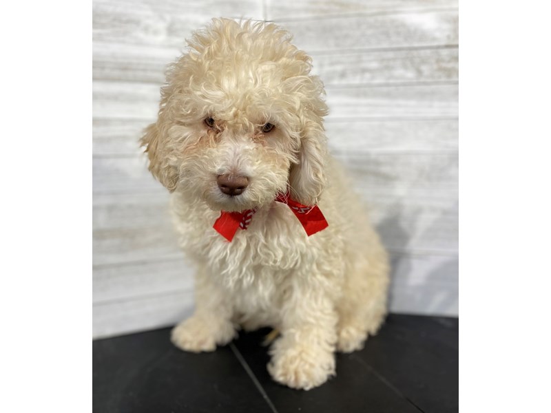 Cockapoo Puppy Buff ID:3963 Located at Petland Knoxville, Tennessee