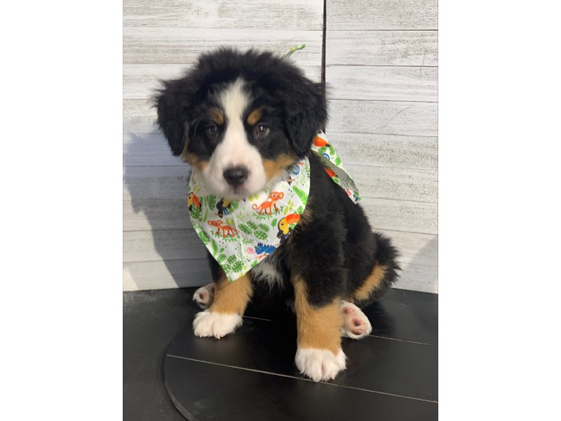 Bernese Mountain Dog Puppy Tri-Colored ID:4270 Located at Petland ...
