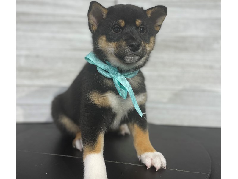 Shiba Inu Puppy Tri-Colored ID:4283 Located at Petland Knoxville, Tennessee