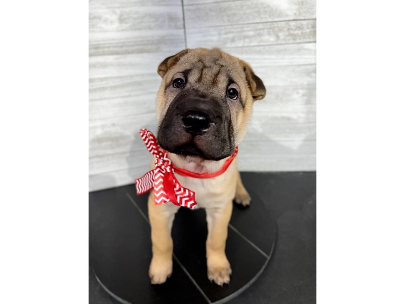 Ori Pei Puppy Red Sable ID:4388 Located at Petland Knoxville, Tennessee