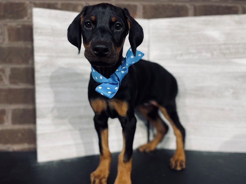 Doberman Pinscher Puppy Black / Rust ID:4417 Located at Petland ...