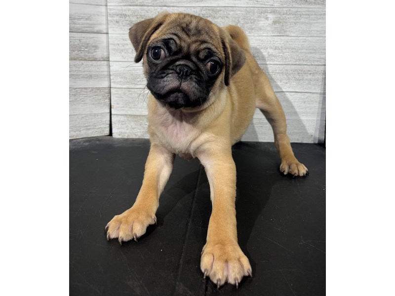 Pug Puppy Fawn Merle ID:3337 Located at Petland Knoxville, Tennessee