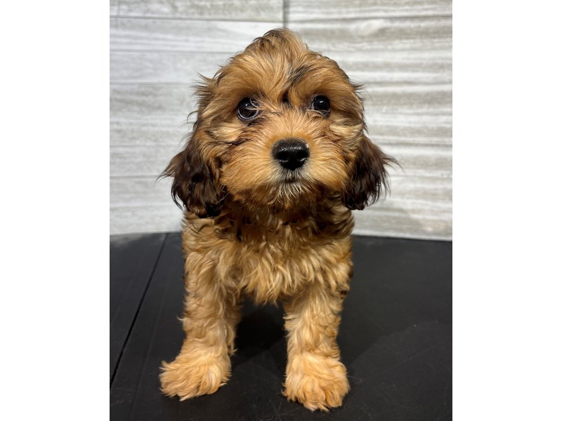 Cavapoo Puppy Gold ID:4437 Located at Petland Knoxville, Tennessee