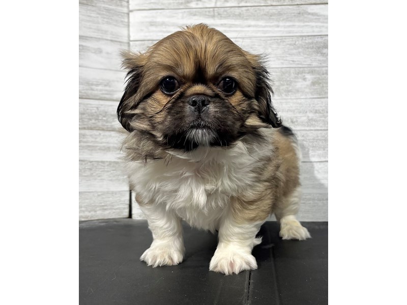 Pekingese Puppy Sable and White ID:4430 Located at Petland Knoxville ...