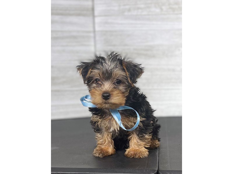 Yorkshire Terrier Puppy Black / Tan ID:4467 Located at Petland ...