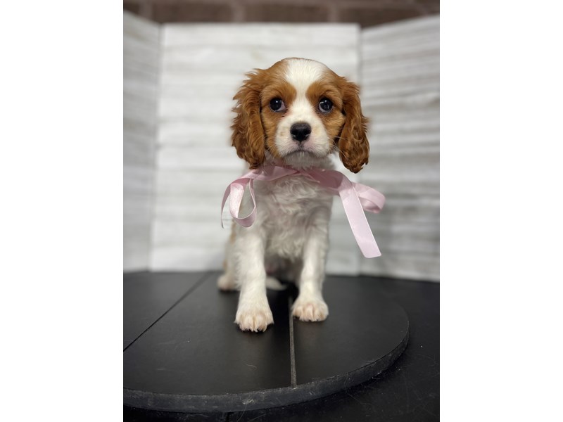 Cavalier King Charles Spaniel Puppy red/White ID:4492 Located at ...