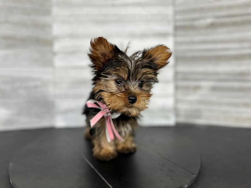 Yorkshire Terrier Puppy Black/Tan ID:4541 Located at Petland Knoxville ...