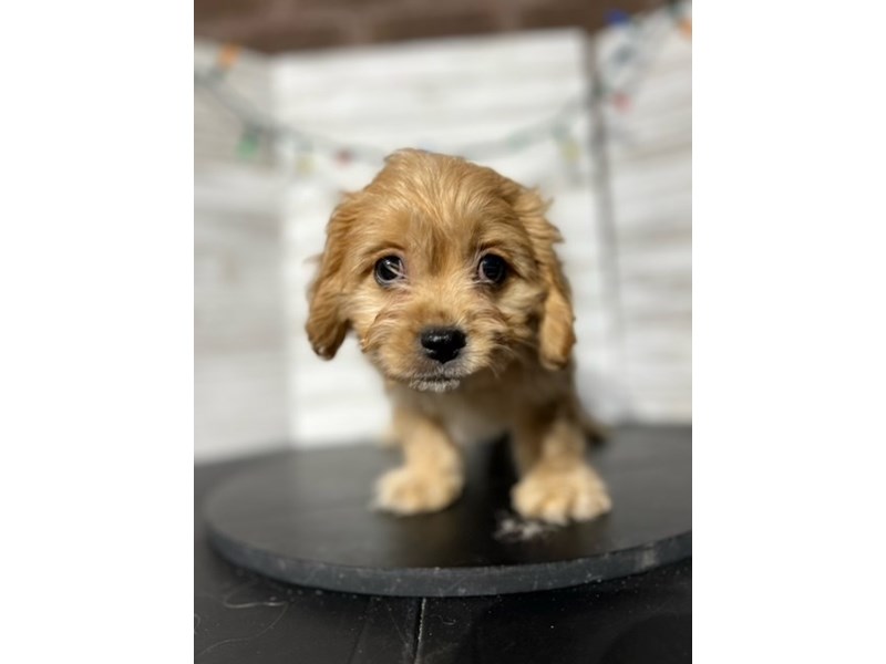 Cavachon Puppy Red ID:4576 Located at Petland Knoxville, Tennessee