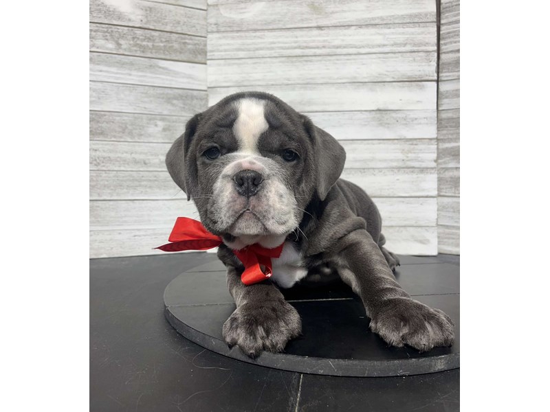 English Bulldog Puppy Blue ID:4594 Located at Petland Knoxville, Tennessee