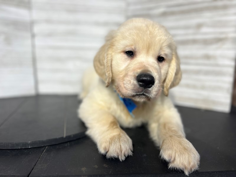 Golden Retriever Puppy Cream ID:4636 Located at Petland Knoxville ...