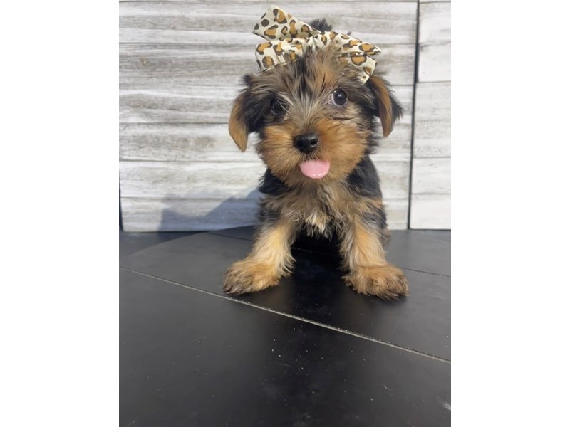 Yorkshire Terrier Puppy Black / Tan ID:4658 Located at Petland ...