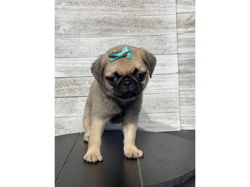 Pug Small Animal Fawn Sable ID:4980 Located at Petland Knoxville, Tennessee