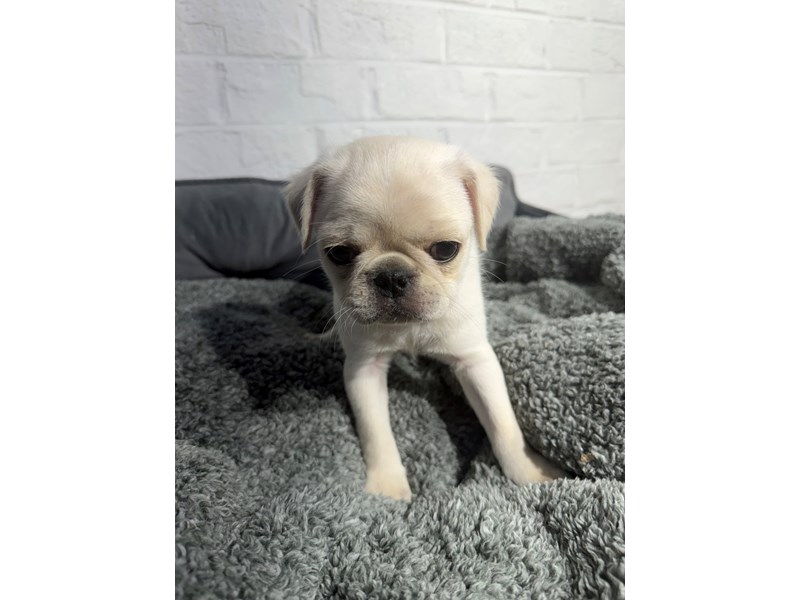 Pug Puppy Fawn Merle ID:3337 Located at Petland Knoxville, Tennessee
